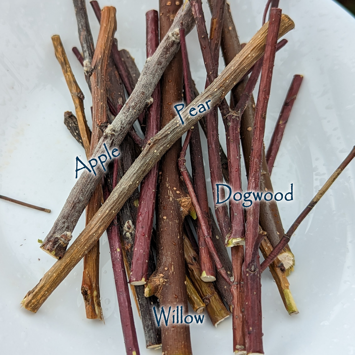 Nibble STICKS Variety Pack – BinkyBunny.com House Rabbit Store