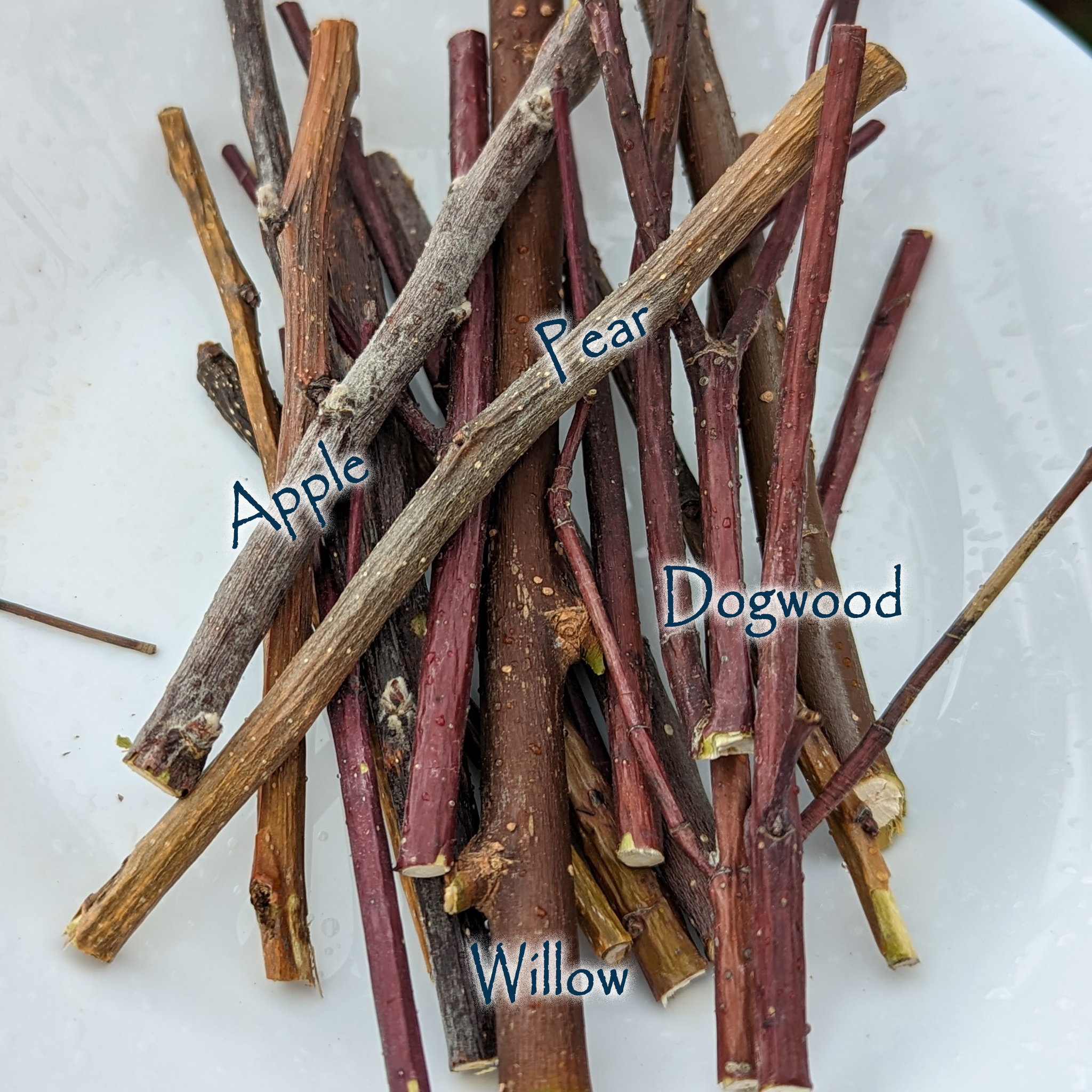 Nibble STICKS Variety Pack – BinkyBunny.com House Rabbit Store