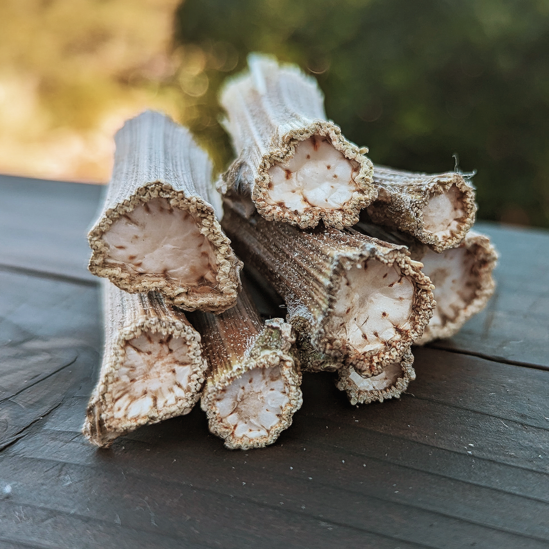 Sunflower Mini Logs | Now Larger Pieces – BinkyBunny.com House Rabbit Store