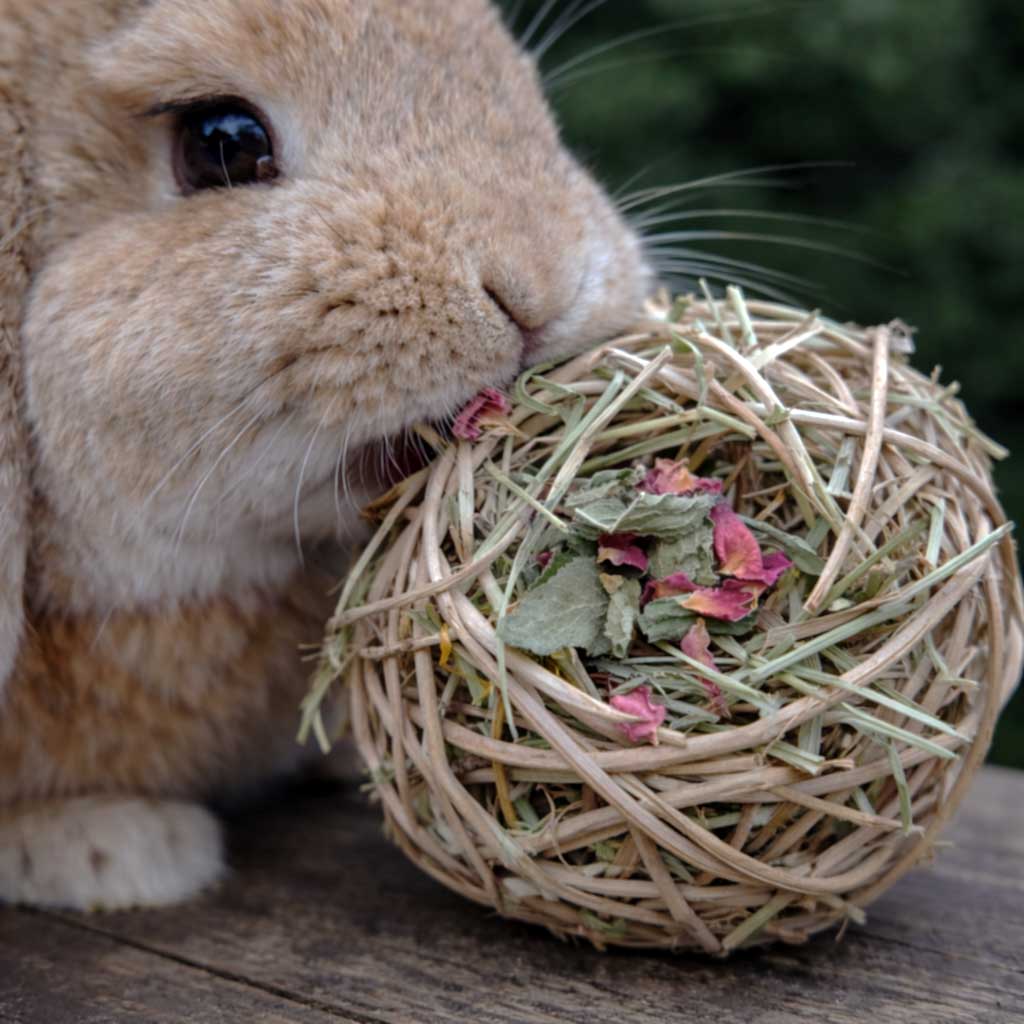 Vine Nom Nest™ | NEW – BinkyBunny.com House Rabbit Store