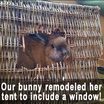 Willow Tent – BinkyBunny.com House Rabbit Store