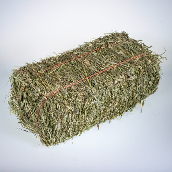 Mini Hay Bale - TIMOTHY BLUE BLEND – BinkyBunny.com House Rabbit Store